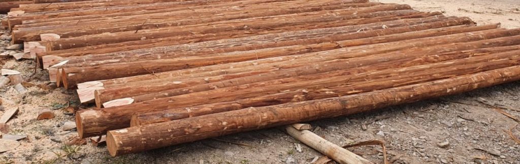 Madera Conica Eucalipto Inmunizado | Maderas Técnicas Inmunizadas S.A.S.