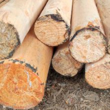 Madera Rolliza Pino Inmunizado | Maderas Técnicas Inmunizadas S.A.S.