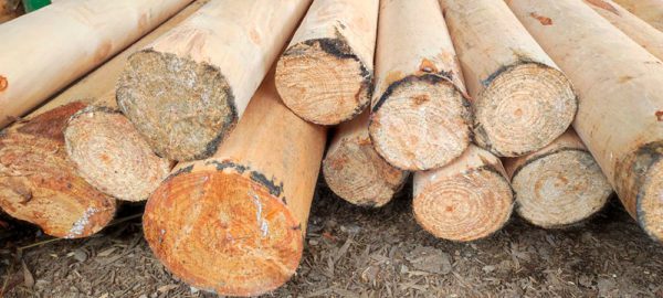 Madera Rolliza Pino Inmunizado | Maderas Técnicas Inmunizadas S.A.S.