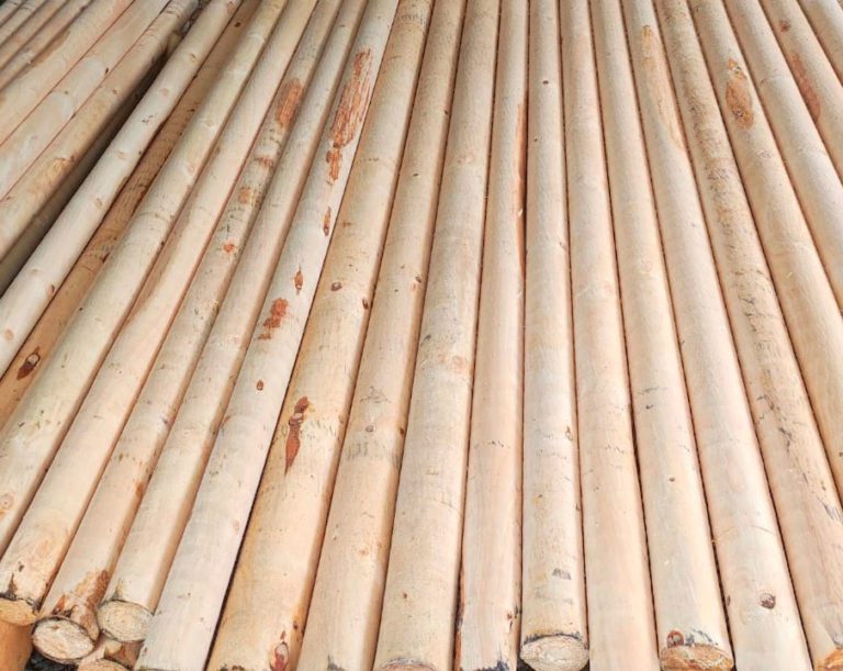 Madera Rolliza Pino Inmunizado | Maderas Técnicas Inmunizadas S.A.S.